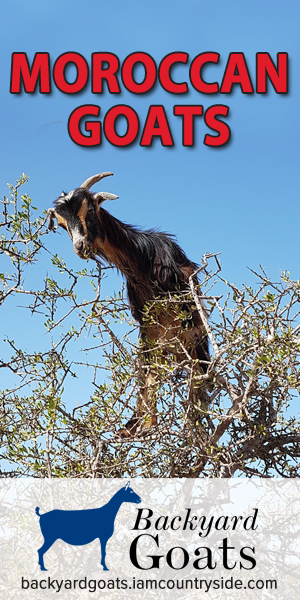 Moroccan Goats - Breed Profile - Goat Journal